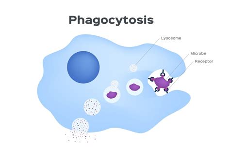 Do Natural Killer Cells Use Phagocytosis At Harry Francisco Blog