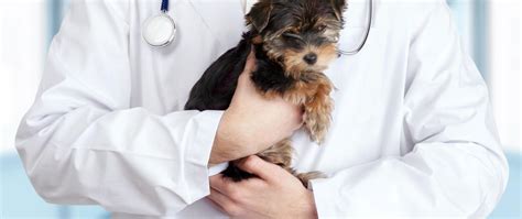 Affordable Vet Care 10 Ways To Save