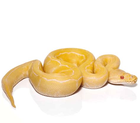 Ball Python Feeding Guide How What And When