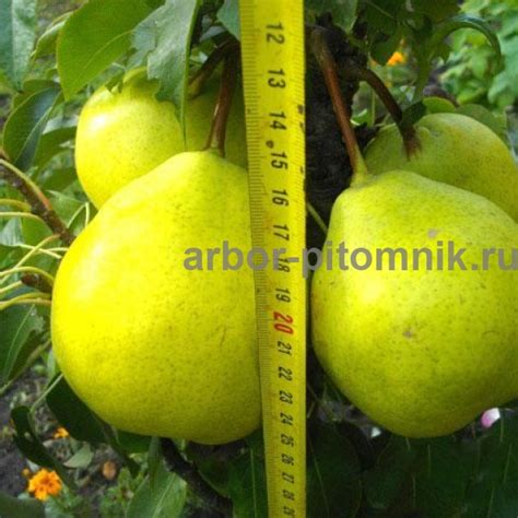 Саженцы колоновидной груши Санреми купить в Москве и Подмосковье недорого из питомника
