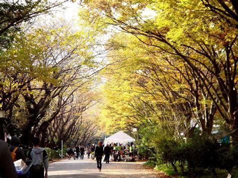 祝贺朝阳义塾毕业生李同学成功升入日本知名国立大学千叶大学 朝阳义塾