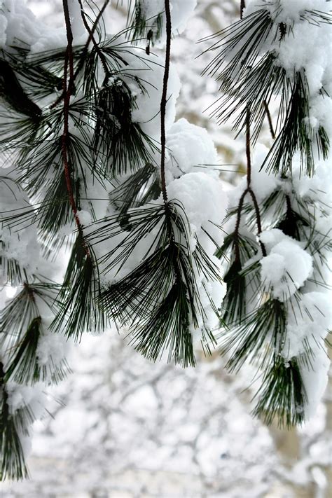 雪 冬天 针 Pixabay上的免费照片 Pixabay