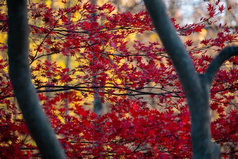 Photo Galleries Friends Of The Frelinghuysen Arboretum
