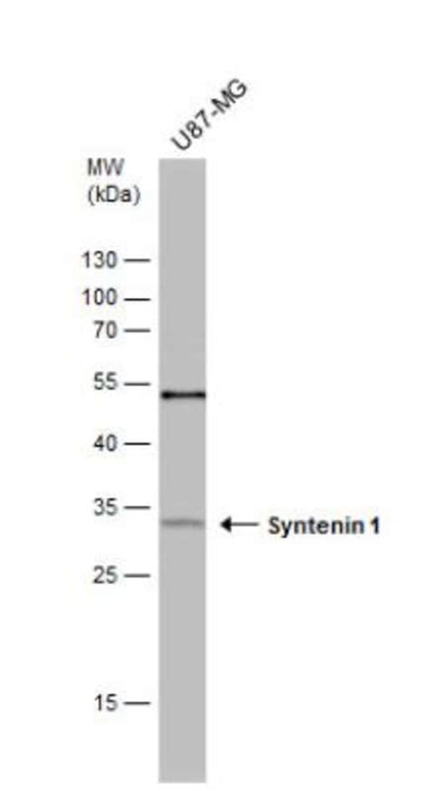 Syntenin 1 0 1 Mg