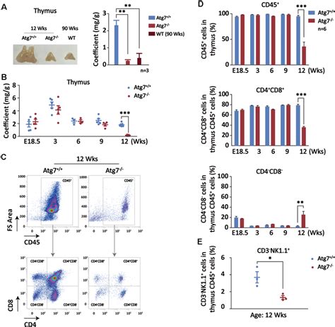 Autophagy Defect Causes Synchronous Thymic Atrophy And T Cell Cd4