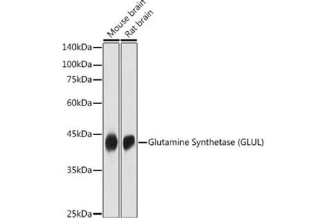 Glul Antibodies