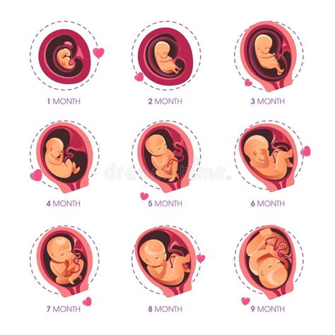 Embryo Month Stage Growth Pregnancy Fetal Development Vector Flat