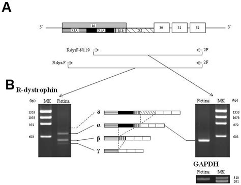 Reverse Transcription Polymerase Chain Reaction Rtpcr Amplification