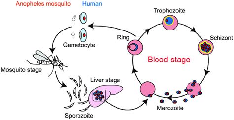 Plasmodium Falciparum Life Cycle Stages