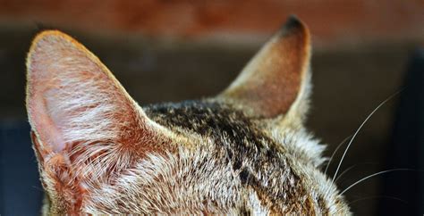 Cómo Limpiar las Orejas de Tu Gato CC Veterinario Zaragoza