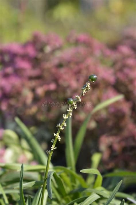 Big Blue Lilyturf Stock Photo Image Of Garden Liriope 294390230