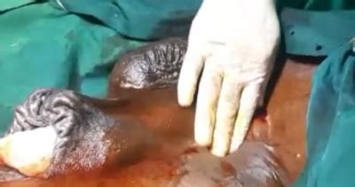 Cryptorchidism Castration Tehran Equine Hospital