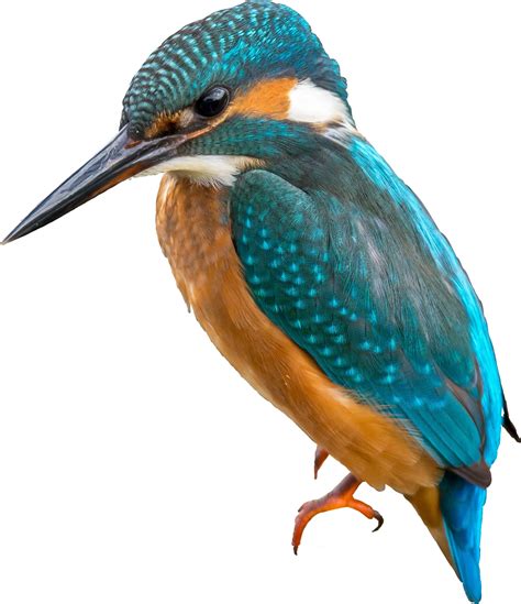Vogel PNG