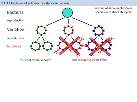 Comprehensive Antibiotic Resistance Database