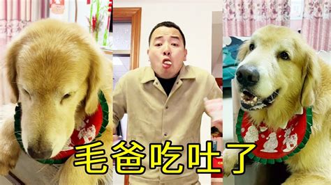 四毛因在鍋裡尿尿挨揍毛爸端碗勸阻知道真相後吐滿地起錯名的四毛 YouTube