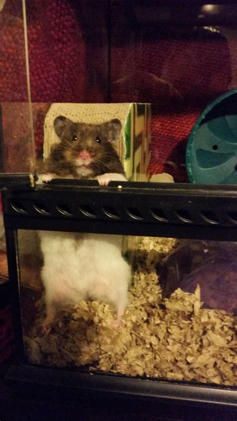 Are There More Banana Chips Out Here R Hamsters