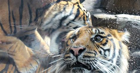 Tiger Sex Imgur