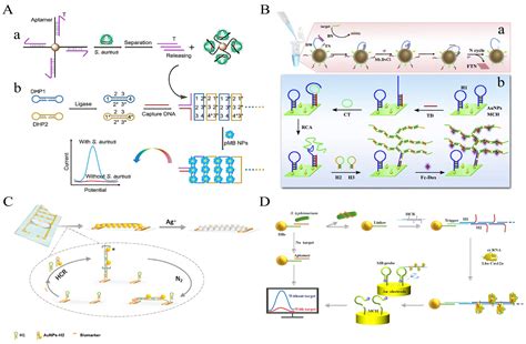 Hybridization Chain Reaction In Foodborne Pathogen Detection Encyclopedia Mdpi