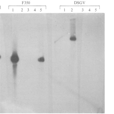 Dot Blot Hybridization Of Nucleic Acid Extracts From Symptomatic And Download Scientific