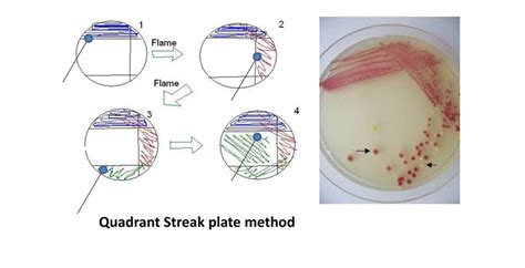 Solved Quadrant Streak Plate Method Chegg