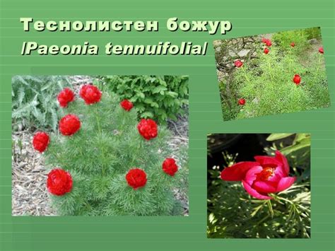 защитени растения в българия красимира карабойчева
