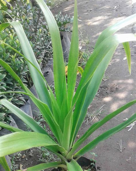 Jual Bibit Pandan Bali 082332224620 Gudang Bibitku