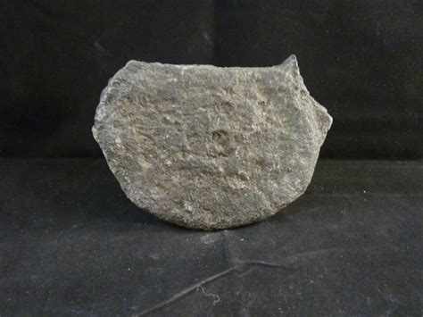 Fossil Mammal Bones For Sale