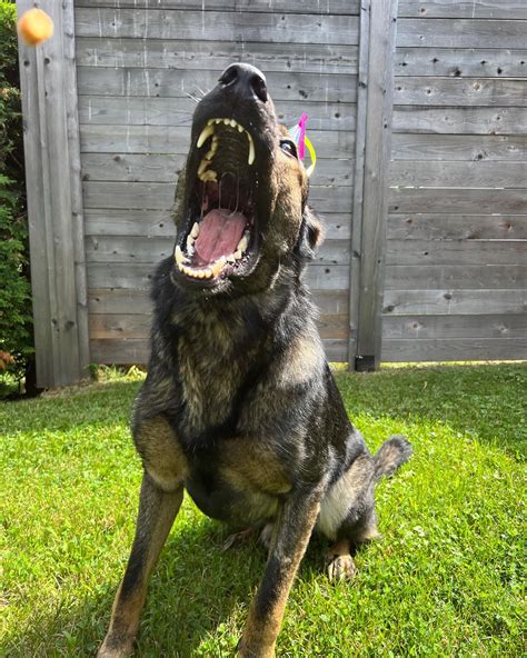 Jade The Sable Gsd Home