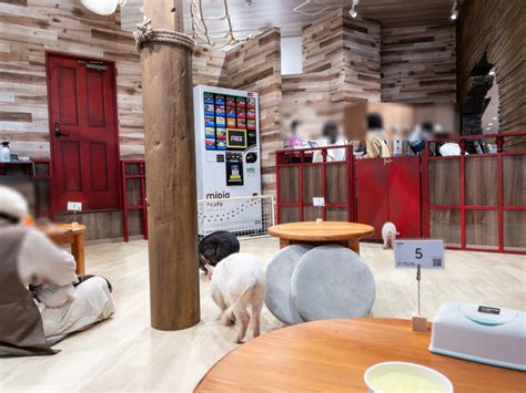 【千葉市美浜区】元気なマイクロブタと楽しいひと時を！ 『mipig＋cafe イオンモール幕張新都心店』さんがopenしました 号外net 千葉市