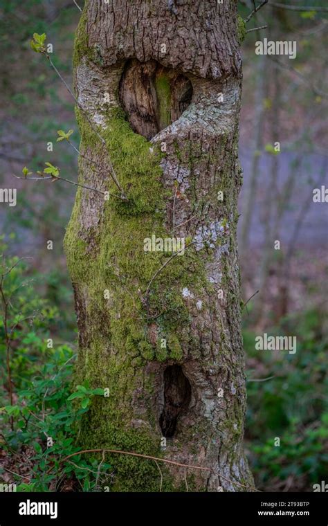 Cicatrix Scars In Trees In Woods Behind Llanberis Touring Park Campsite