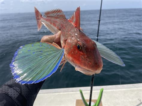 釣りペディア