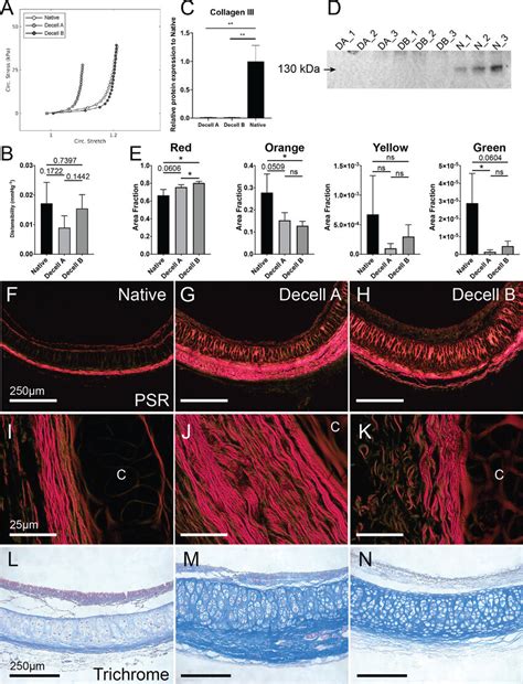 Decellularization Alters Collagen Architecture And Circumferential Download Scientific Diagram