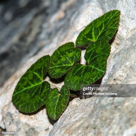 Stolonifera Photos And Premium High Res Pictures Getty Images