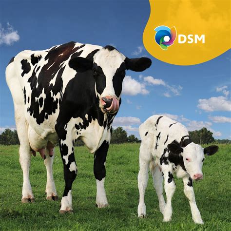 The Dairy Podcast Show By Wisenetix On Linkedin Beta Carotene Is A