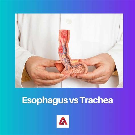 Esophagus Vs Trachea Difference And Comparison