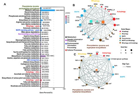 Kegg Enrichment And Co Expression Network Of Aging Related Genes A