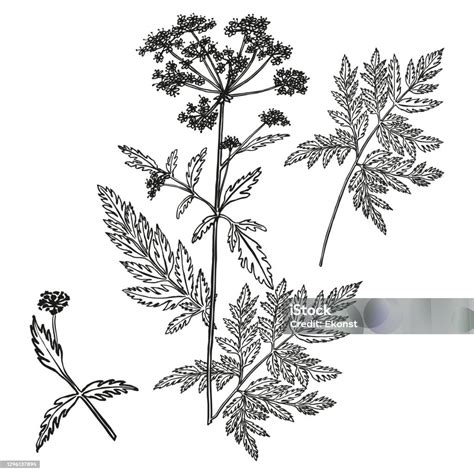 흰색 배경에 고립 된 약용 식물 헴록의 손으로 그린 검은 윤곽 0명에 대한 스톡 벡터 아트 및 기타 이미지 0명 건강관리와 의술 검은색 Istock