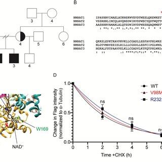 Identification Of Compound Heterozygous NMNAT2 Variants In Two Brothers