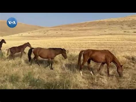 Real Qirg Iziston Jalol Obod Youtube