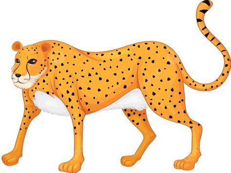 Leopard Felidae Panthera Pardus Drawing Vector Felidae Panthera