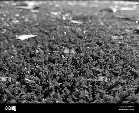 Black And White Grass Background Close View Grayscale Grass Photo