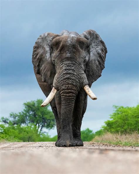 Todd Skinner Toddskinner Wildlife • Instagram Photos And Videos