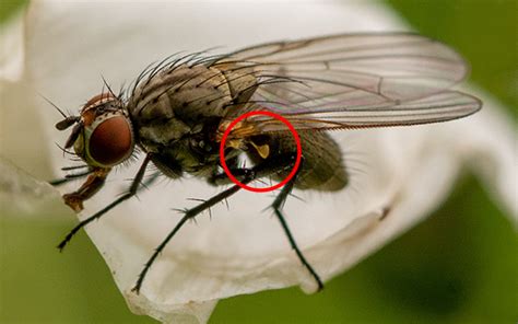nanoscience—insect inspired motion sensing