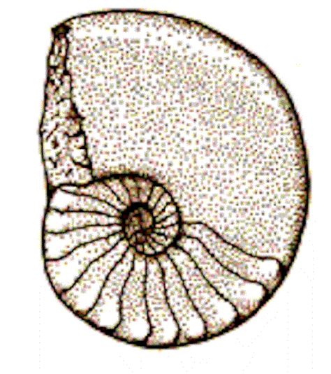 Nautiloid