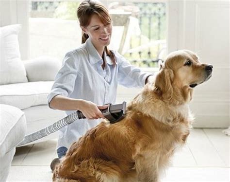 Tricks To Clear Your House Of Pet Dander For Good Miss Molly Says