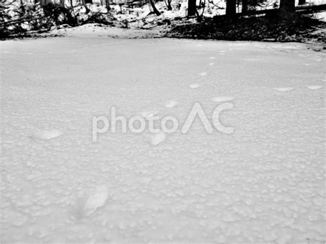 雪に残る動物の足跡1 No 26526482｜写真素材なら「写真ac」無料（フリー）ダウンロードok