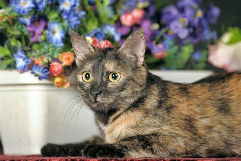 「サビ猫」ってどんな猫？性格や特徴など、魅力を5連発！美しい柄はどうやって生まれるの？ Cube ニュース