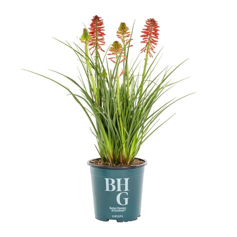 Better Homes And Gardens 25qt Multicolor Kniphofia Live Plant Grower Pot