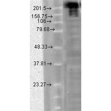 Scn9a Monoclonal Antibody N68 6 Ma5 27664