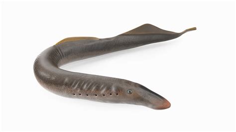 Lamprey Bent Pose 3d Model Turbosquid 2187566
